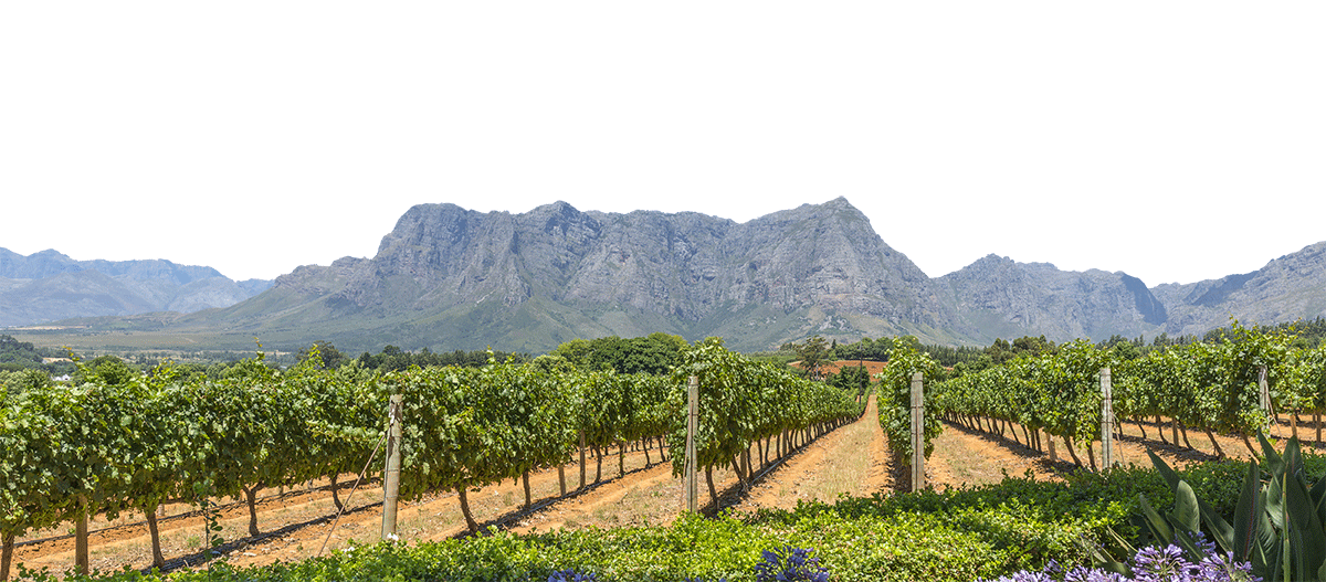 background-south-africa – Mack & Schuhle